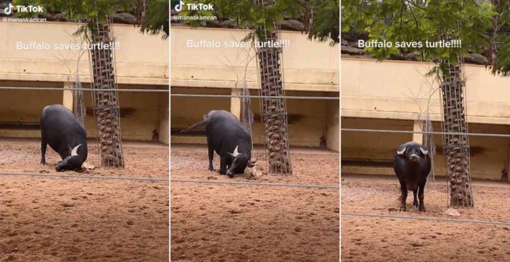 Awww: Buffalo uses Horn To Flip Over Upside-Down Turtle - borninspace