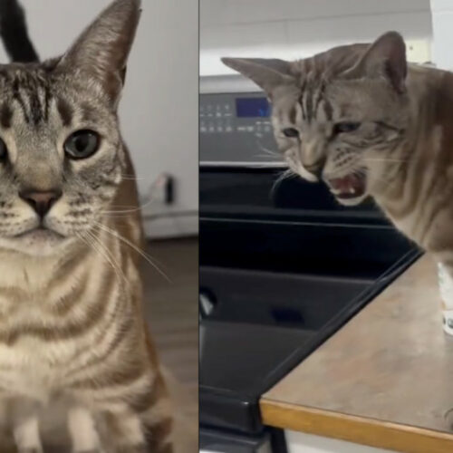 Man Manages To Build A Functional LEGO Typewriter - borninspace